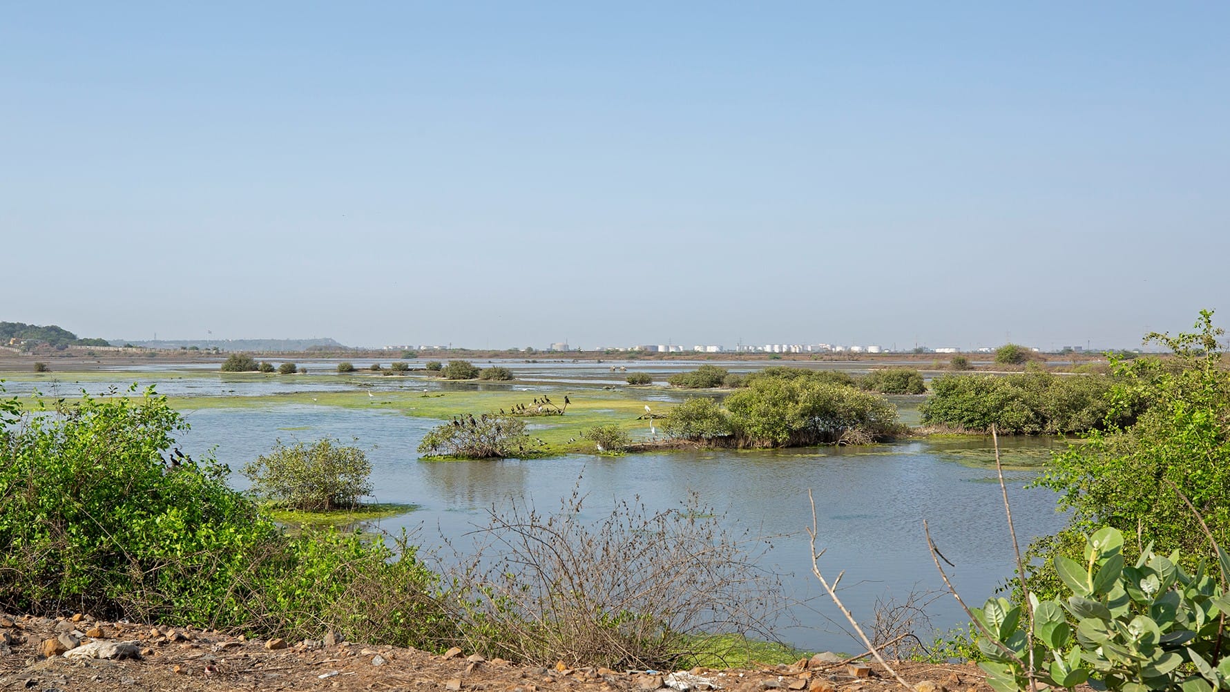 Don’t allow concrete jungle on Panje Wetland: Activists to govt