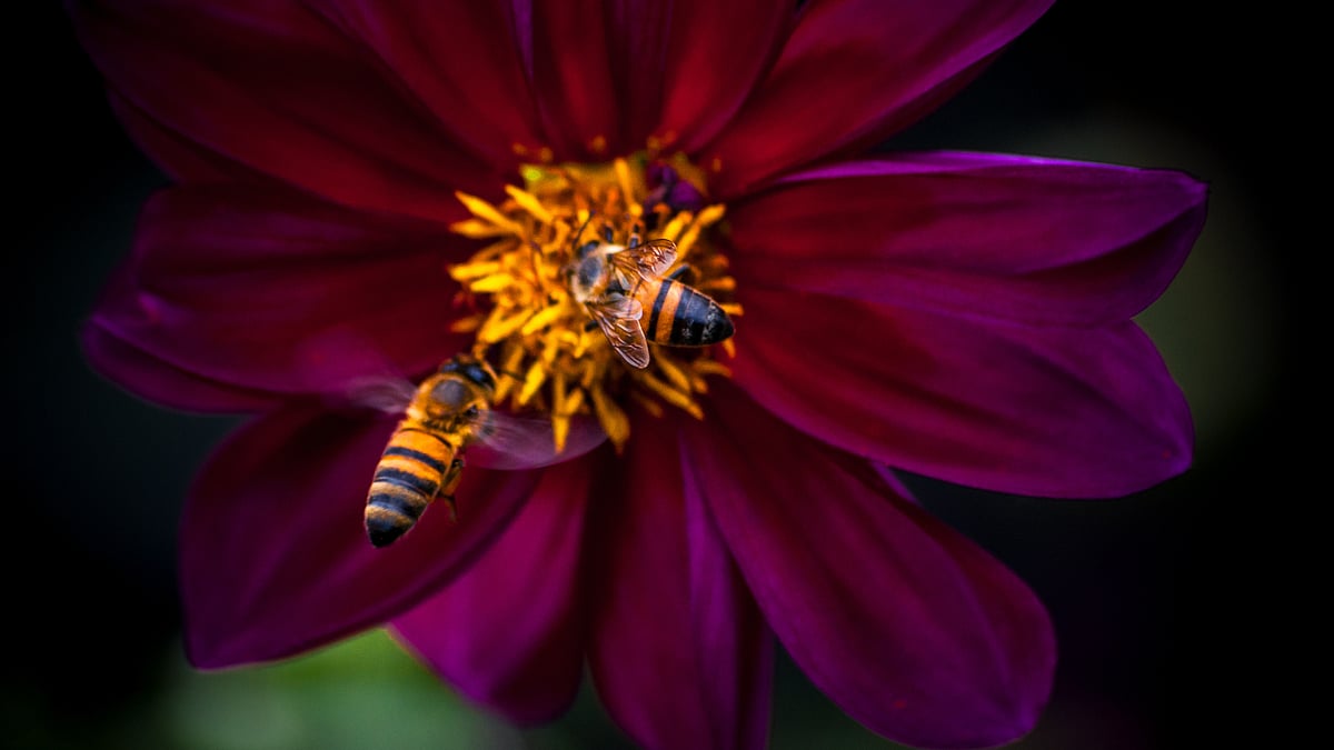 World Bee Day 2023: 7 Lesser-known facts about the important pollinators