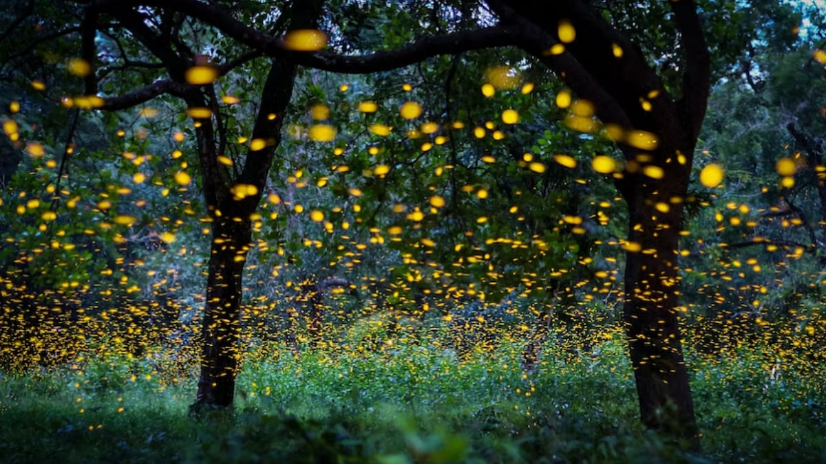 What is fireflies festival? 5 places in Maharashtra to spot fireflies