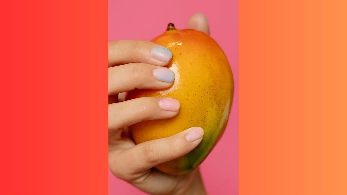 Miyazaki Mango: ₹2.75 Lakh Per Kilo Worth Japanese Fruit Showcased at ...