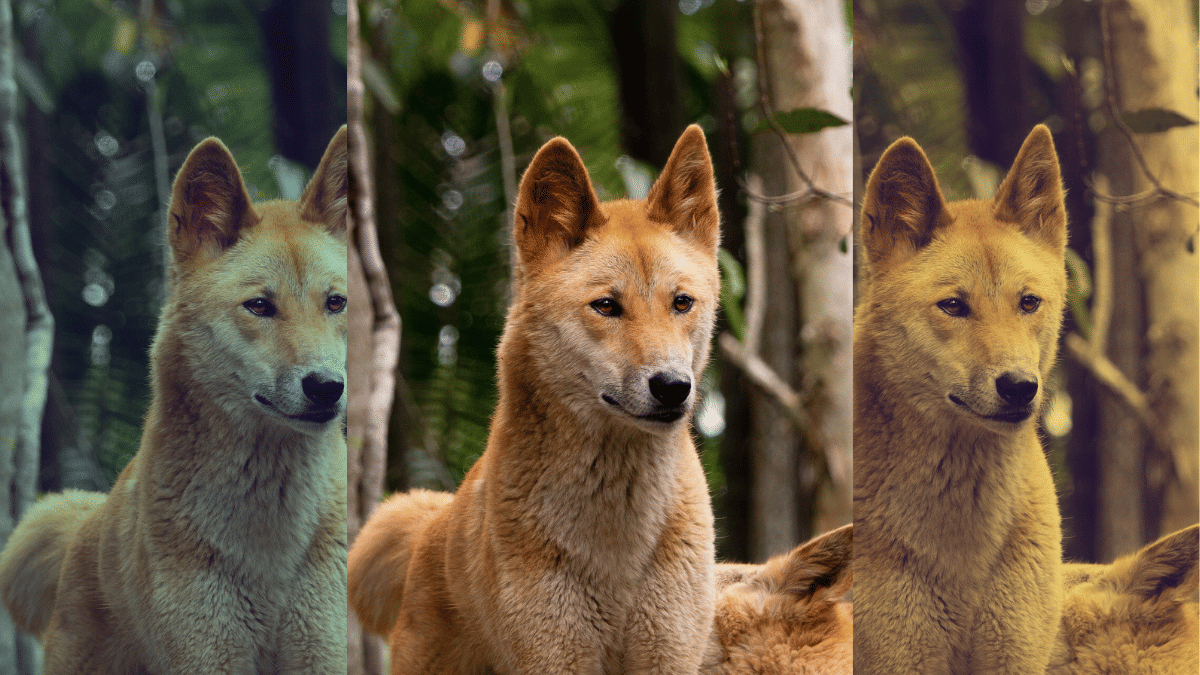 7 Facts About Dingoes; The Animal Attacking Tourists in Australian Island