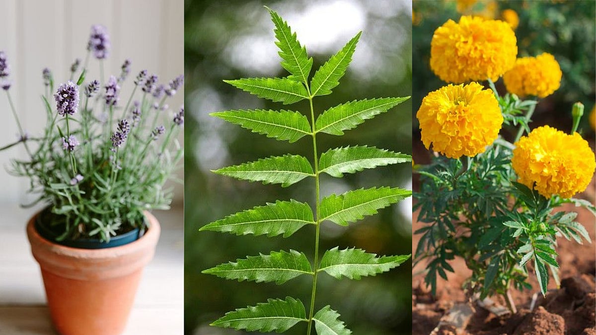 Beat The Bites: 7 Indian Plants That Will Keep Your Home Mosquito-Free