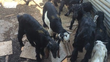 Mira-Bhayandar: Goat Thieves Headed To Ajmer Shrine Nabbed By Cops In ...