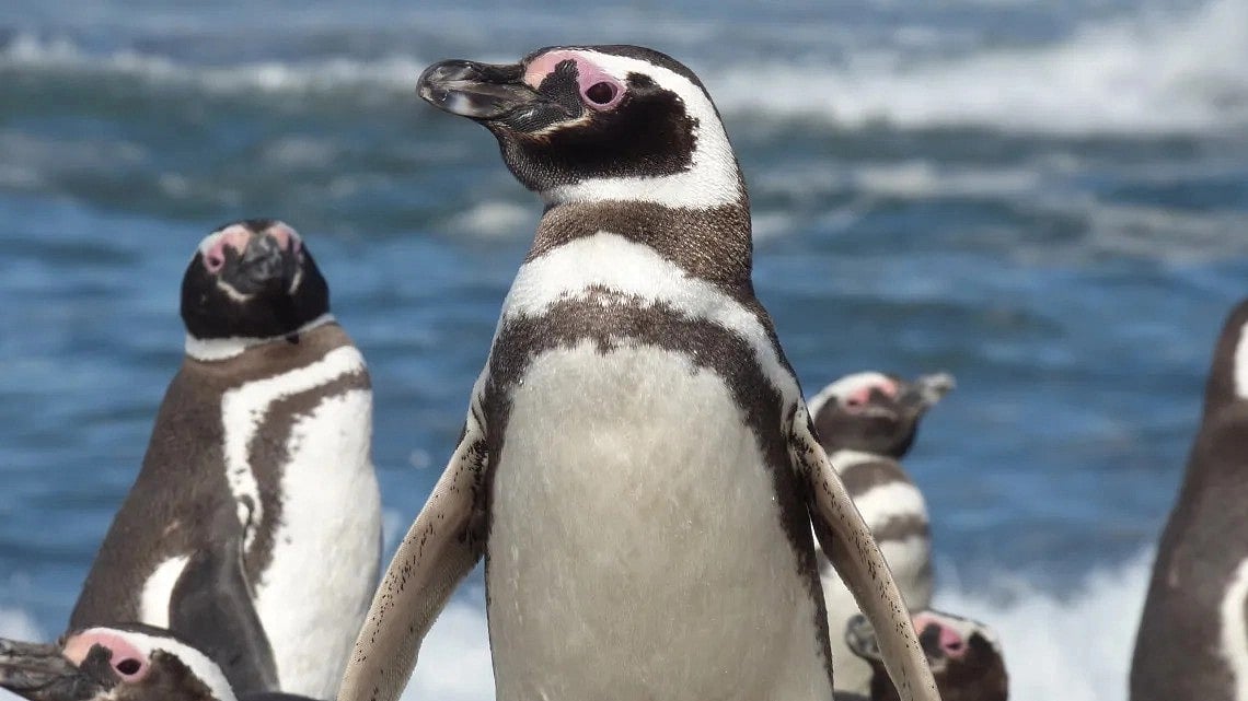 World News : 2,000 Penguins Wash Ashore In Uruguay