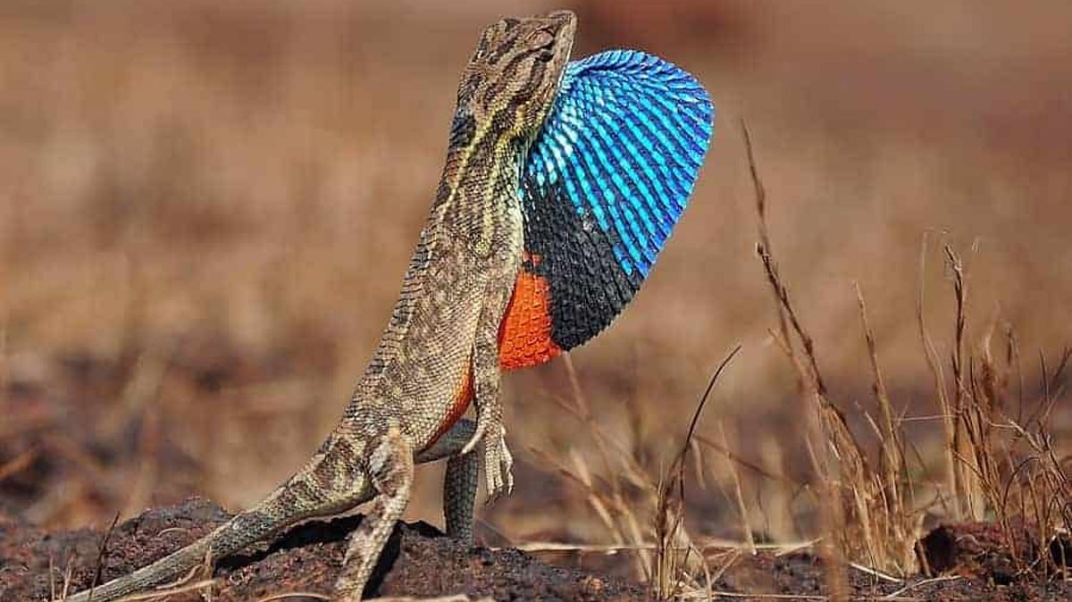 Indian Lizard Designs