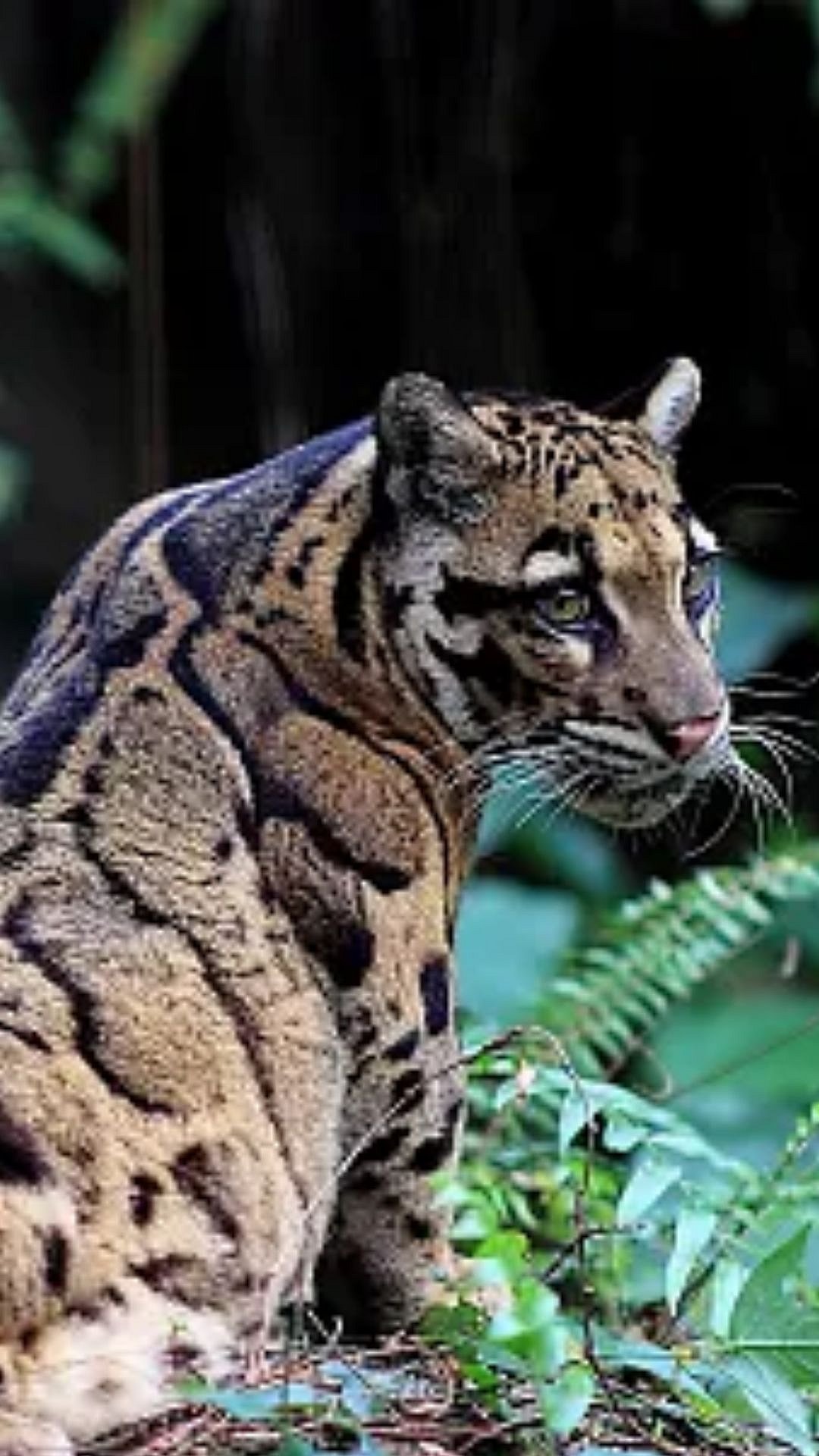 6 Stunning Facts About Clouded Leopards, The Vulnerable Species With Fewer Than 10,000 Animals ...
