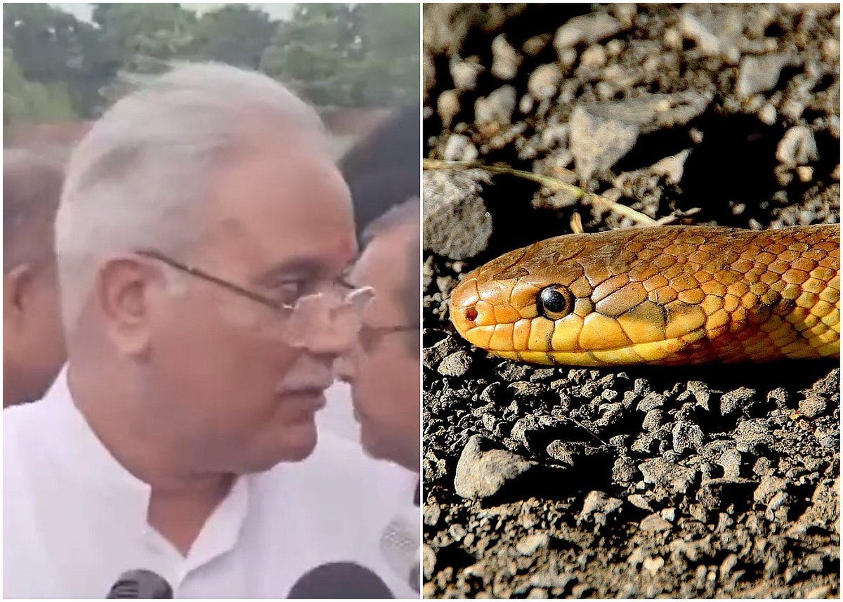 WATCH: Snake Appears During Press Conference Of Bhupesh Baghel; CM Says ...