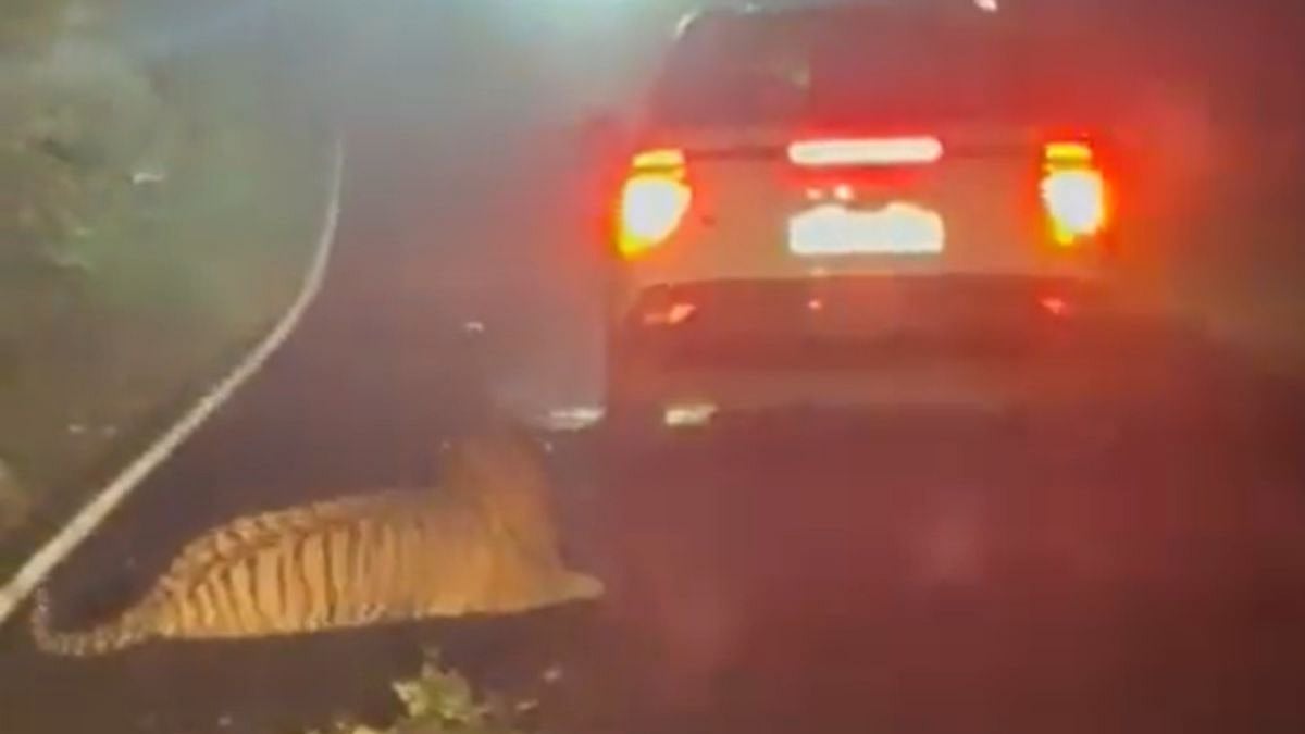 Maharashtra: Tiger Dies After Being Hit By Car In Nagzira Sanctuary ...