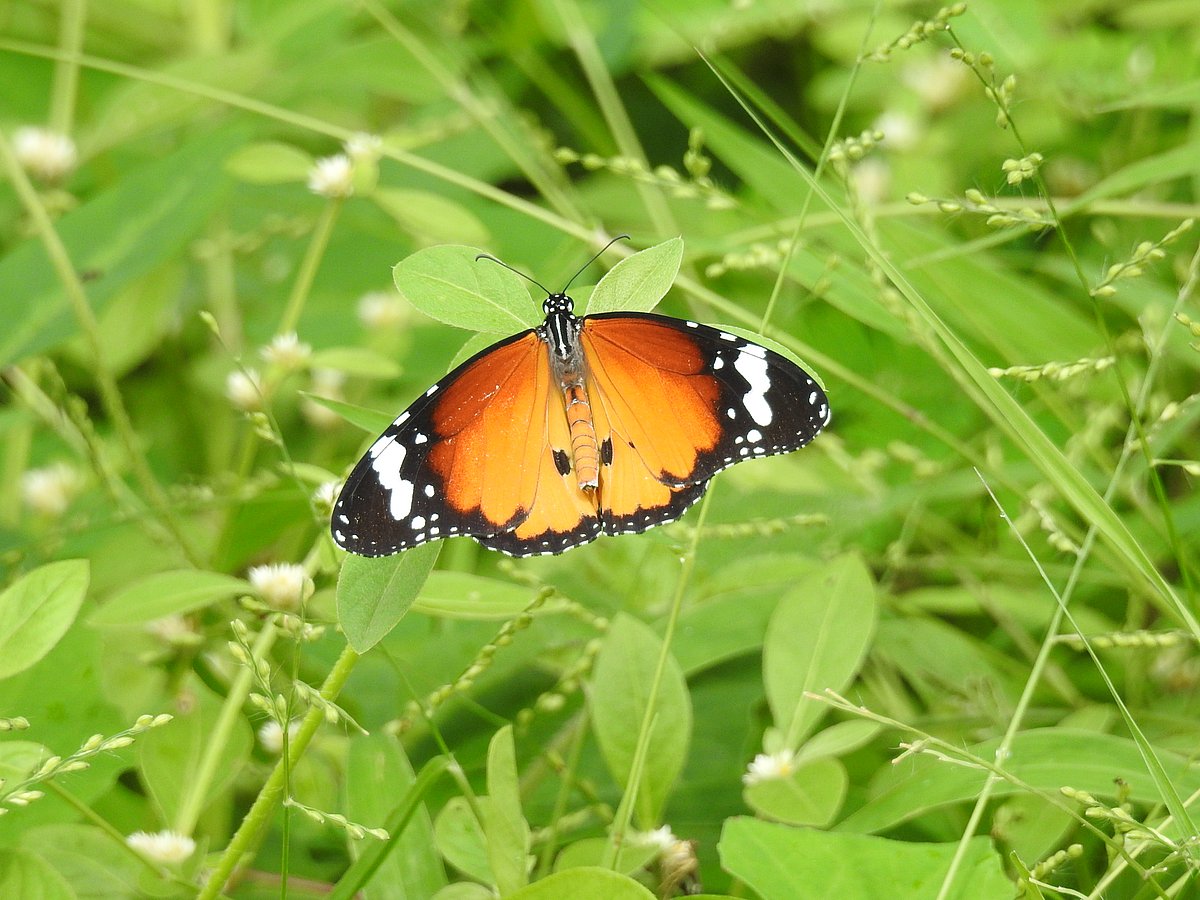 First RMNH Butterfly Survey: 27 Species Identified