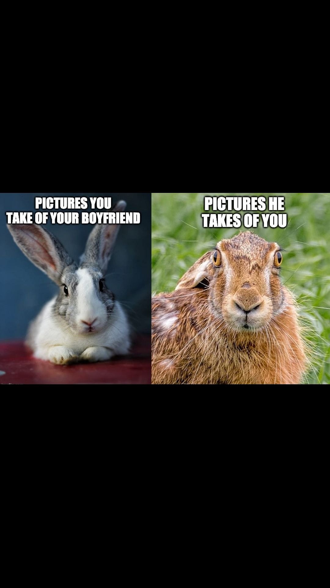 Pet Rabbit Memes