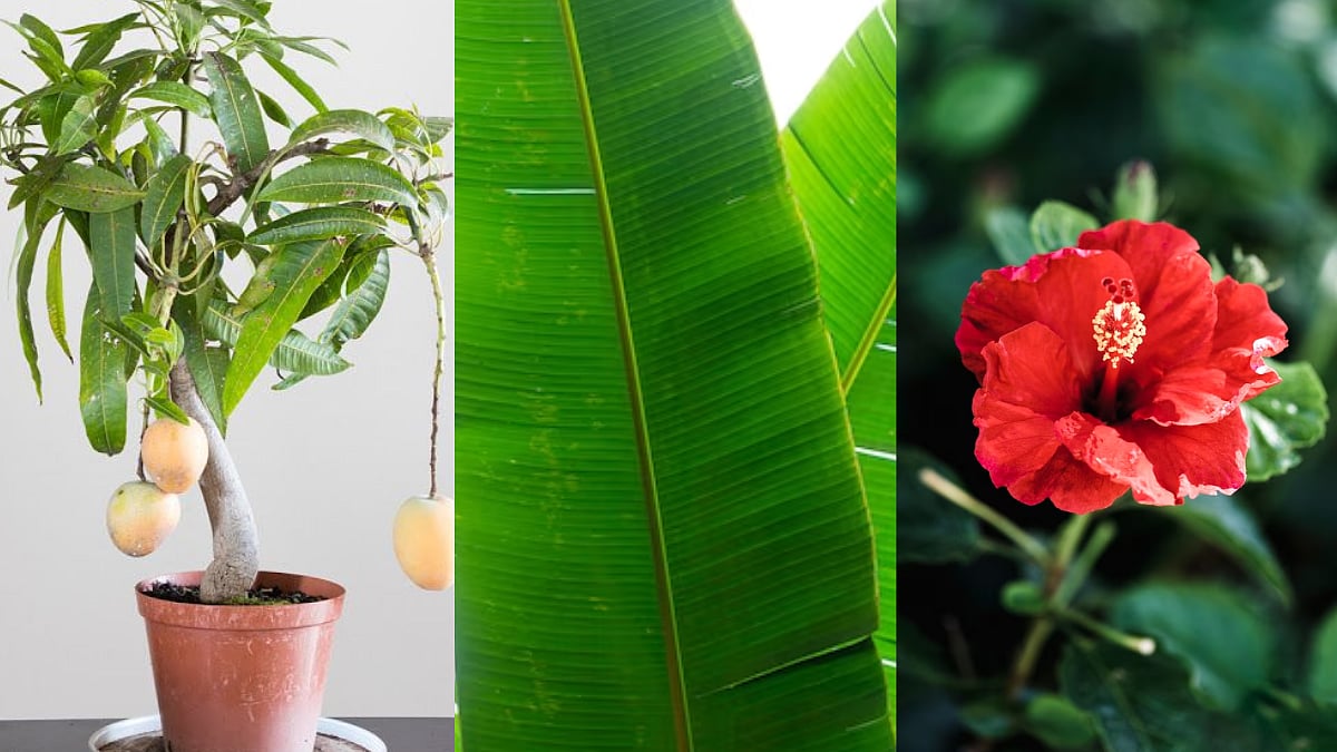 7 Auspicious Plants Used For Puja That Are Must Have At Every Indian House