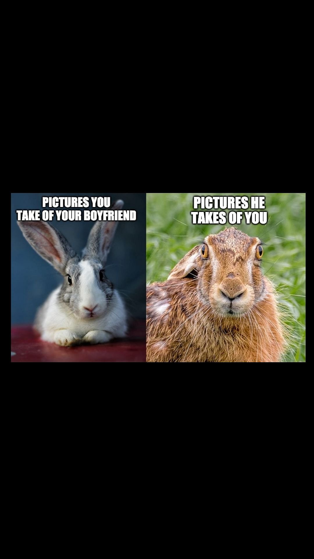 Rabbit Memes