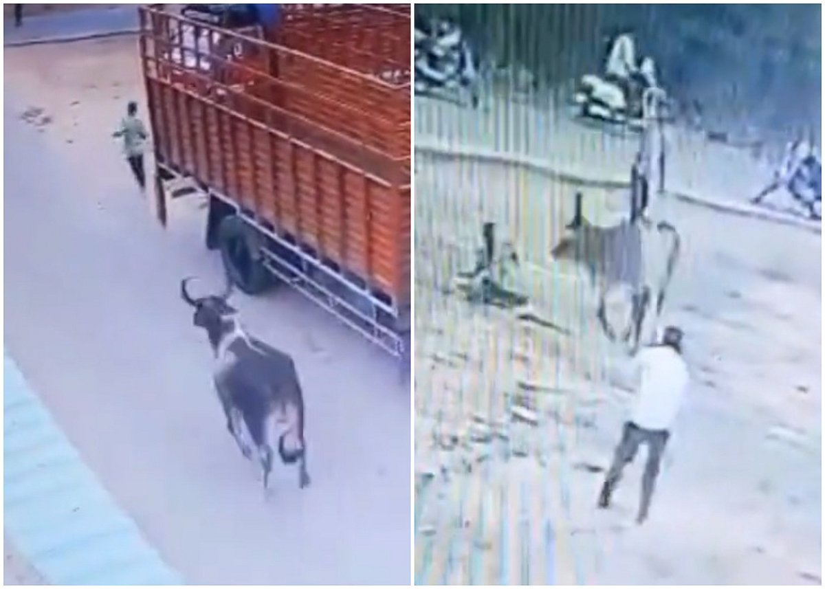 Gujarat: Stray Cow Attacks & Tramples Man By Pushing Him To The Ground ...