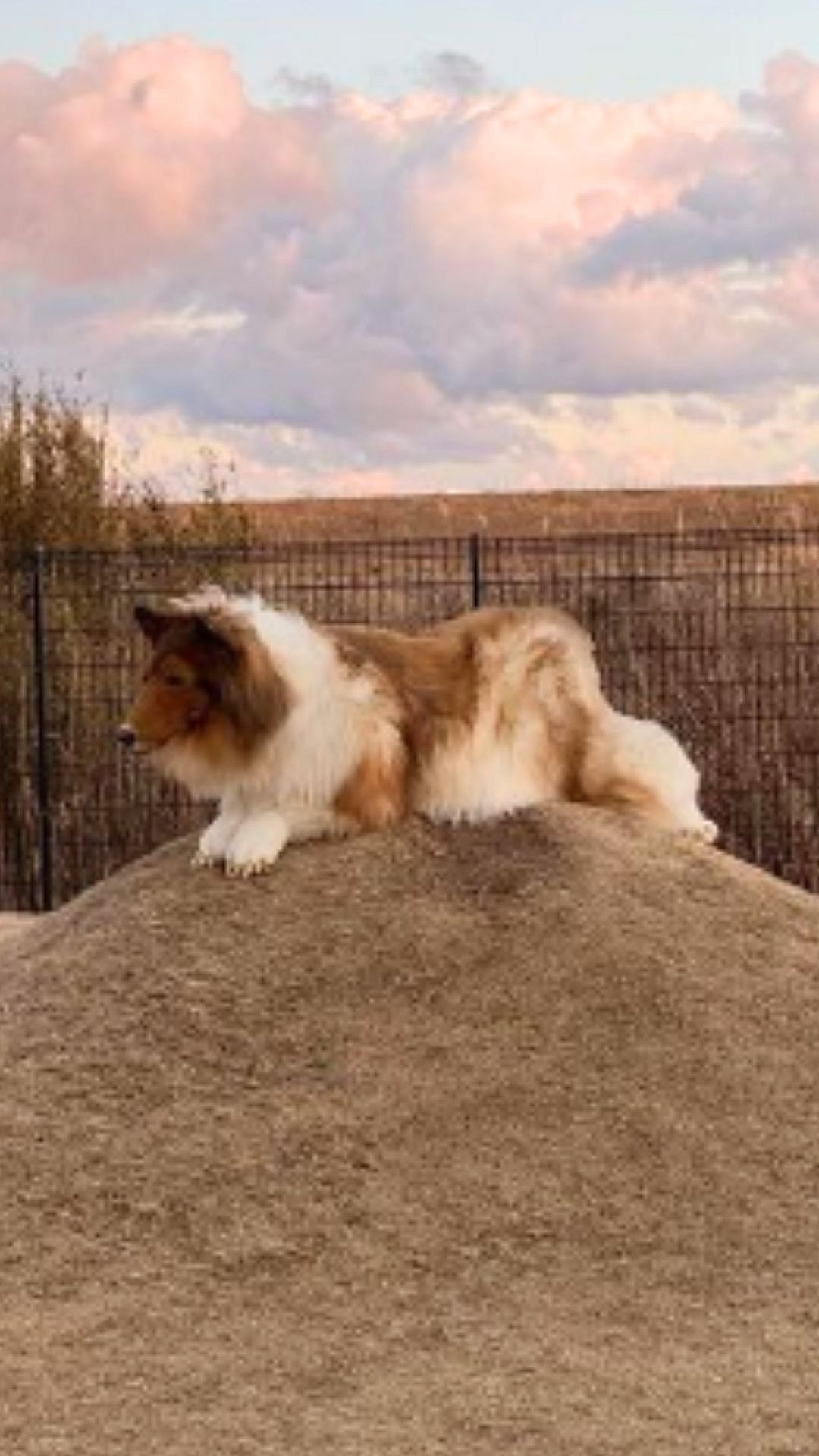 Japanese Man Who Spent More Than ₹10 Lakh To Become A Collie Reveals ...