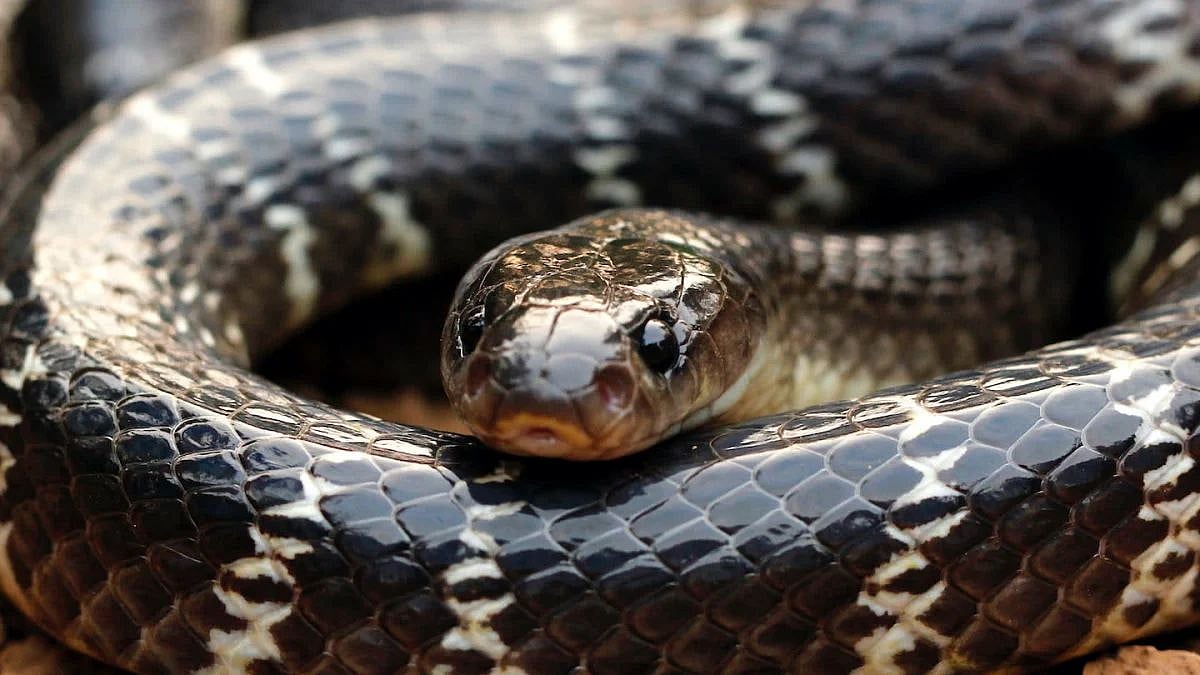 Why Snake Venom Is Popular At Rave Parties? Everything You Need To Know