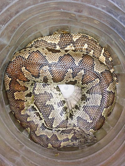 NGO rescues five snakes from Bhandup & Mulund