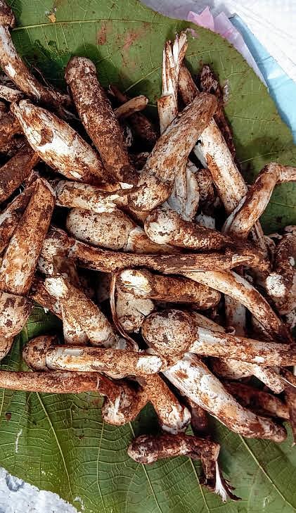 Do you know about these endangered species found in Goa?|Gomantak Times