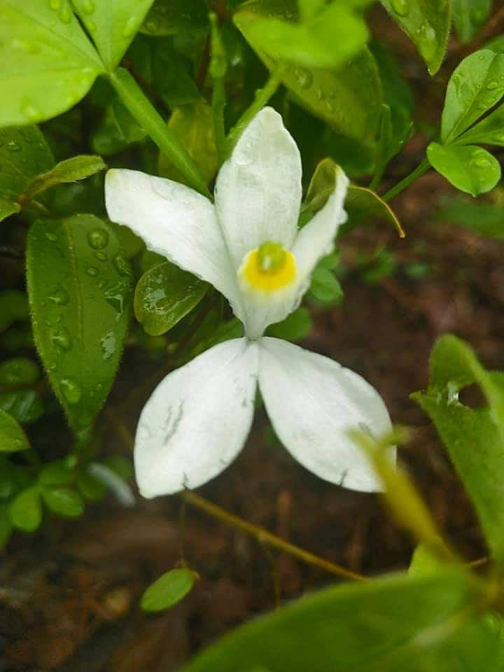 June is the best time to see these Goan wildflowers|Gomantak Times