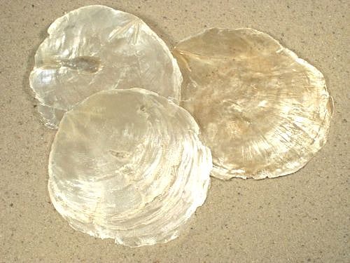 Who knew that shells could be used to make windows!