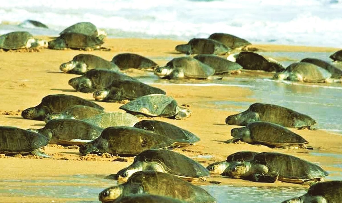Turtle nesting beaches in Goa