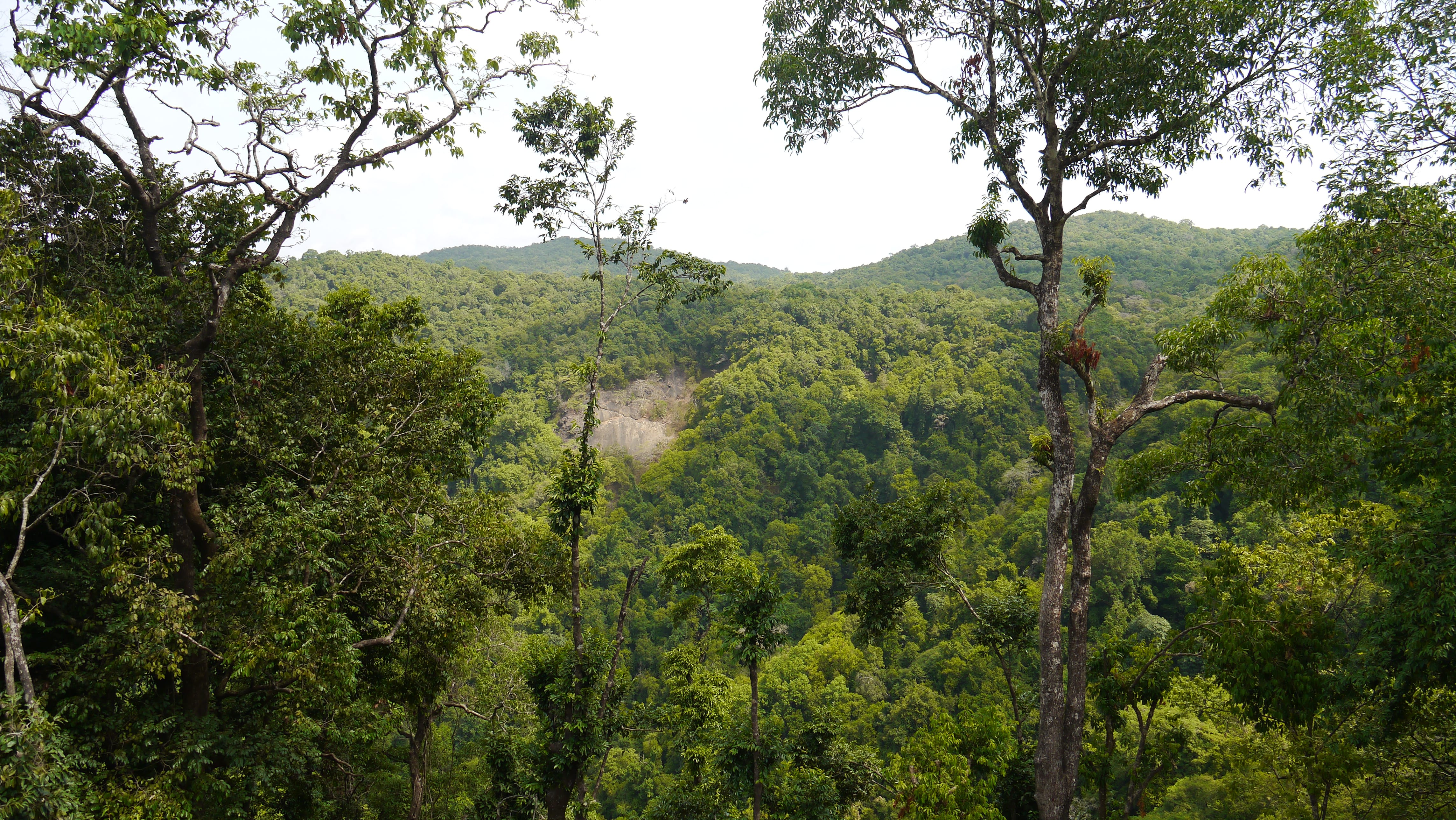 International Day of Forests 2022: Can you guess the 4 categories of ...