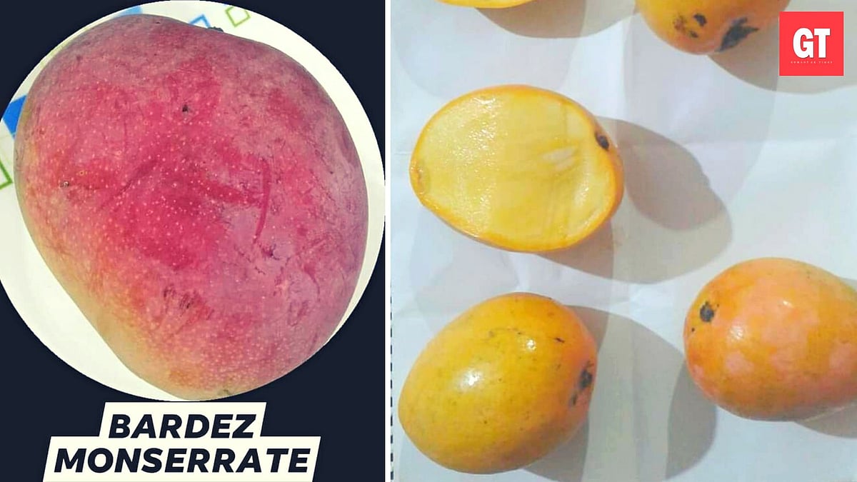 Apart from the famous ‘Mankurad’, do you know the other mango varieties ...