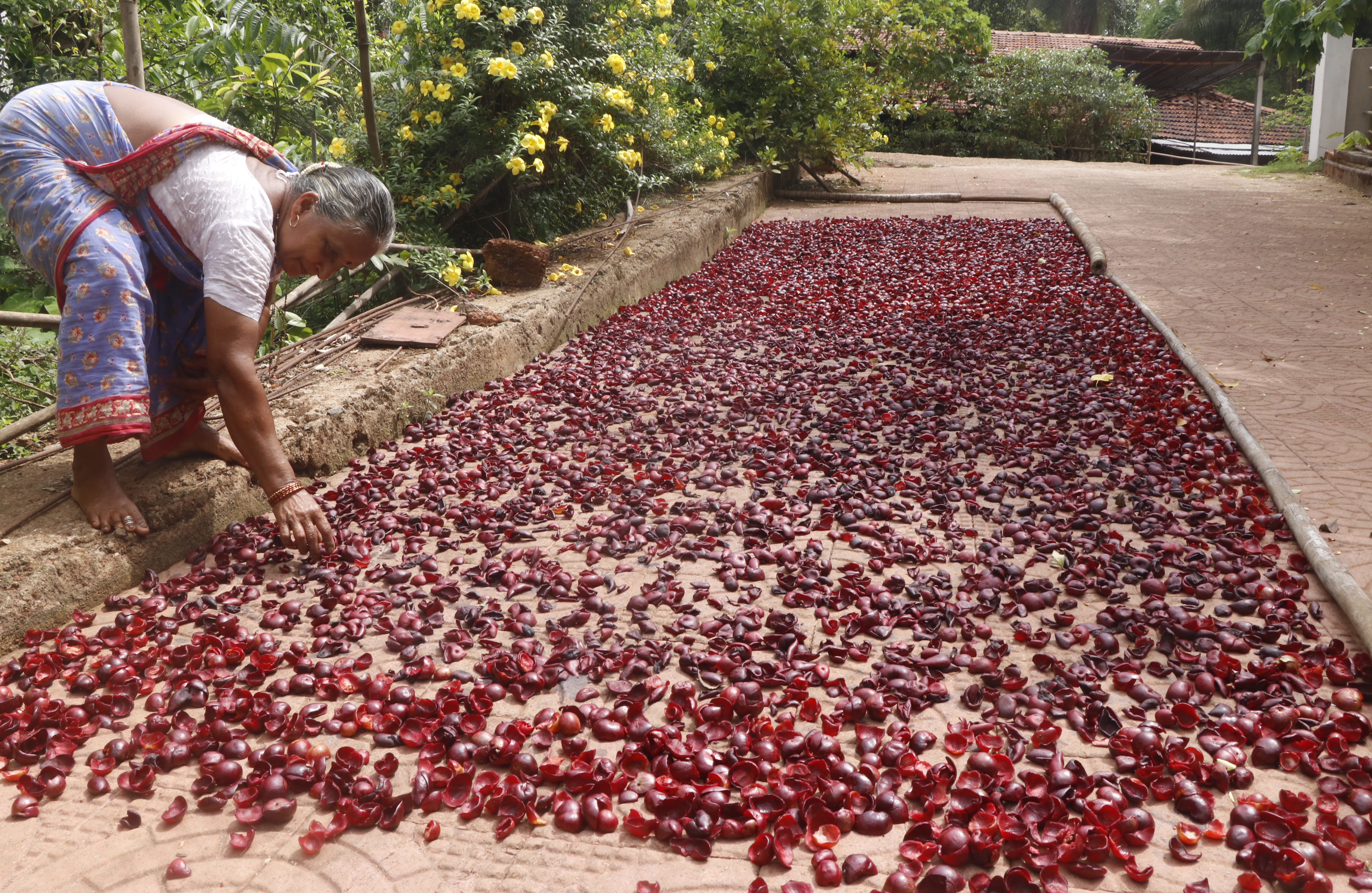 Kokum, secret ingredient in Goa's cuisine.