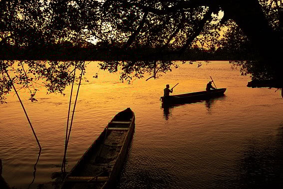 Importance of mangroves in Goa | Mangroves in Goa