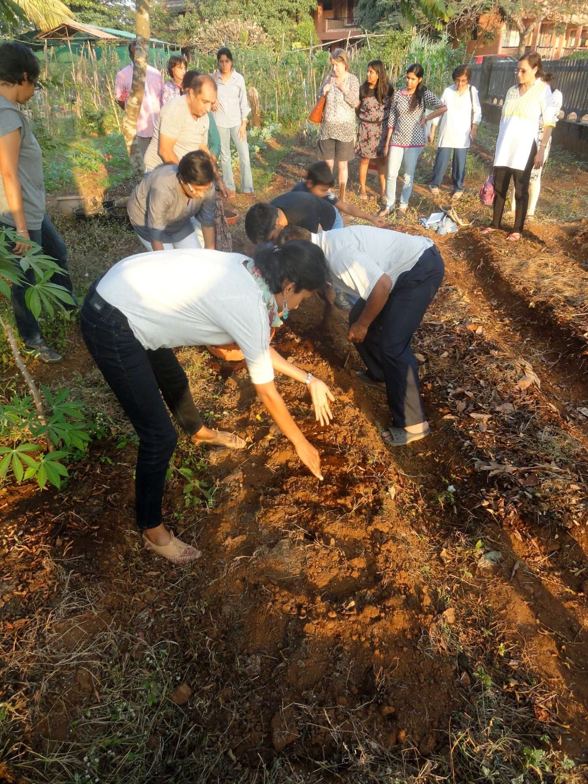 Learning by teaching: Embracing the green revolution in Goa