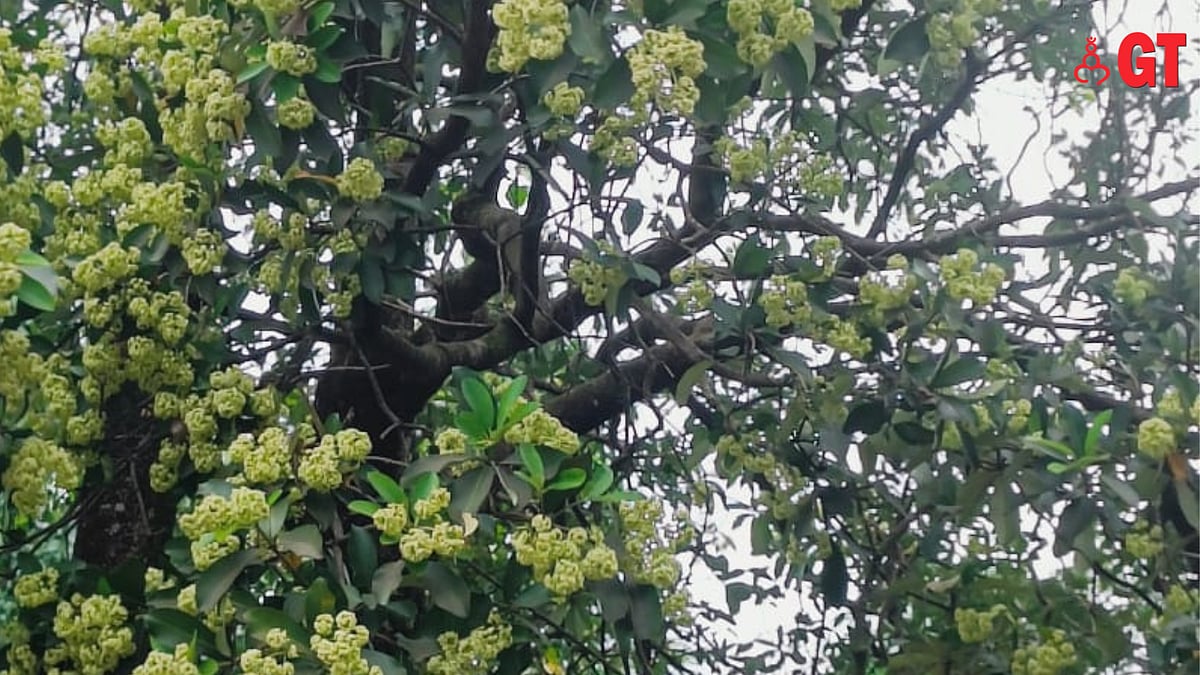 Saptaparni: The enchantress of Sharad Ritu | Gomantak Times