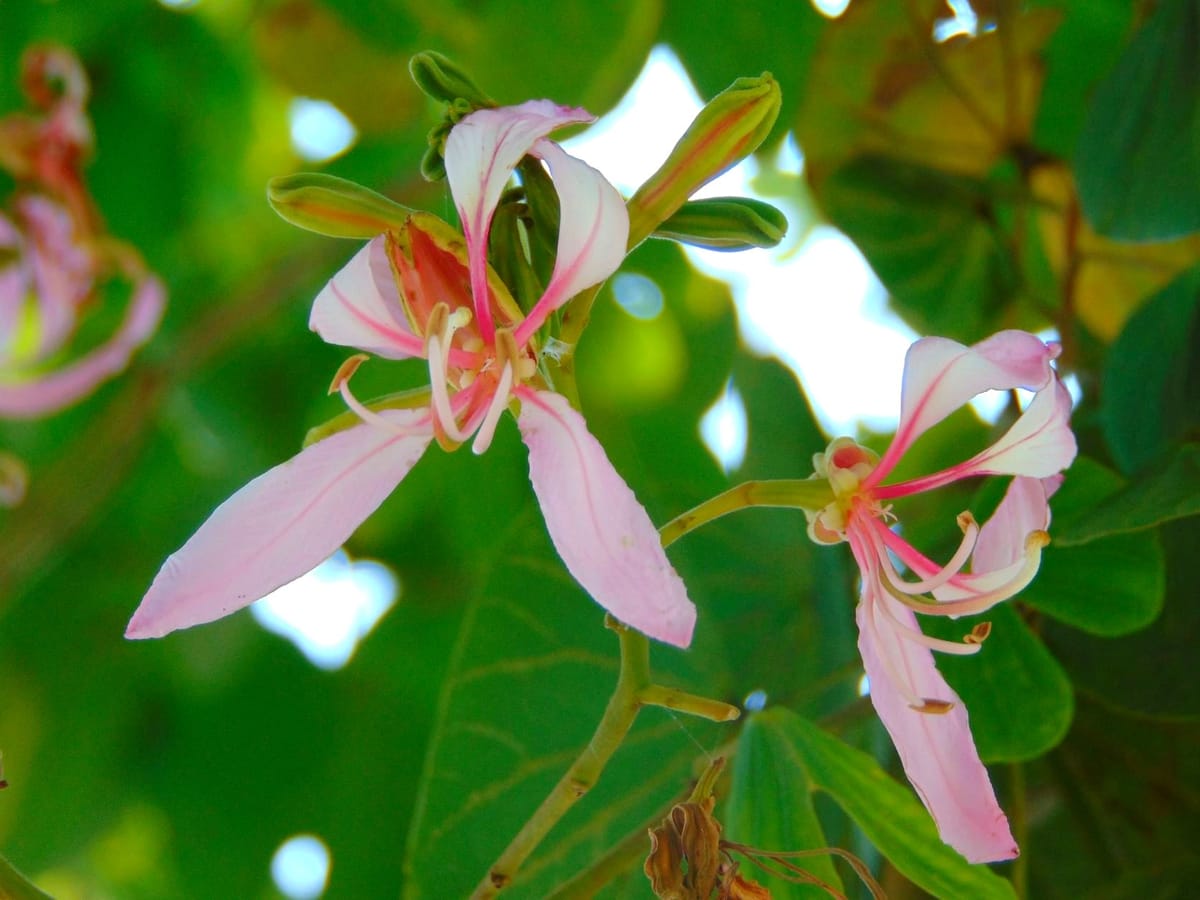 Do you know about the leaves of Dussehra in Goa?