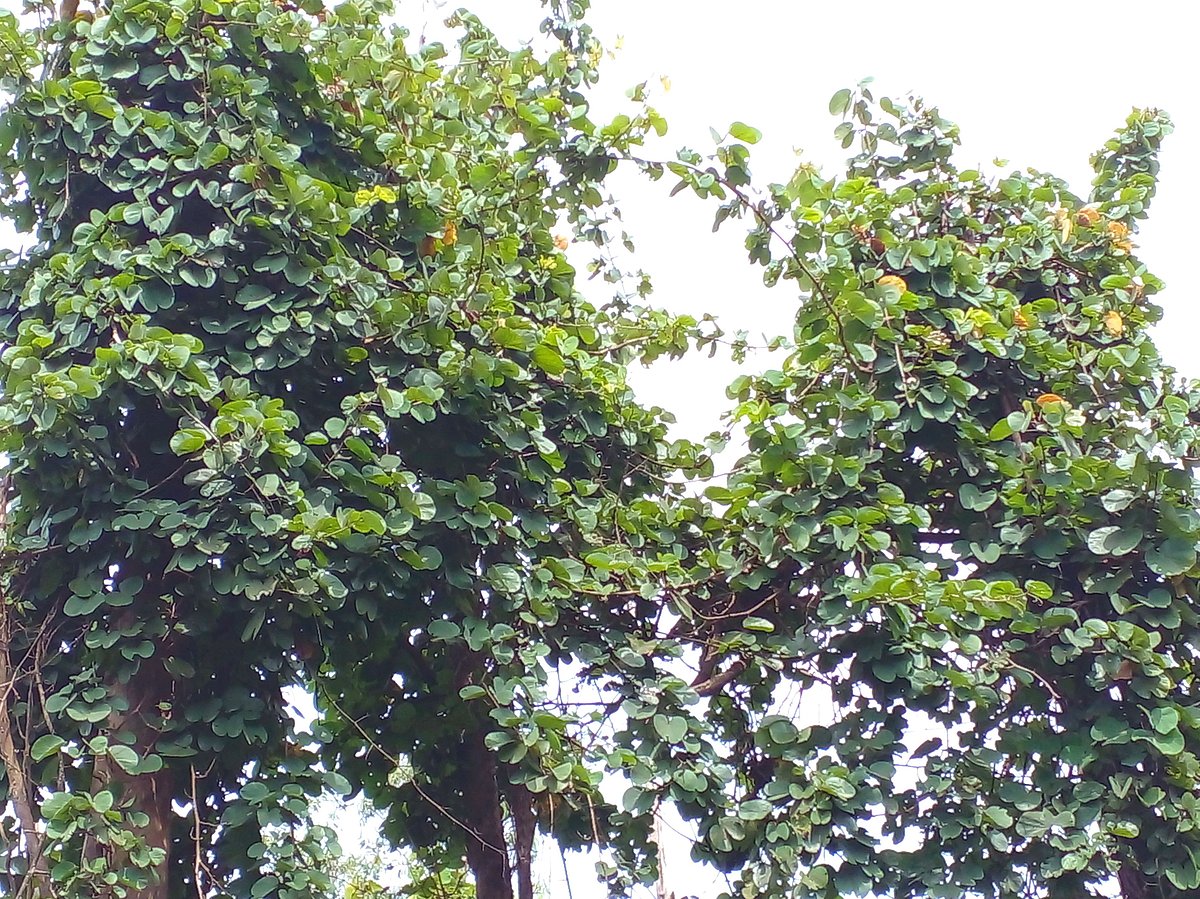 Do you know about the leaves of Dussehra in Goa?