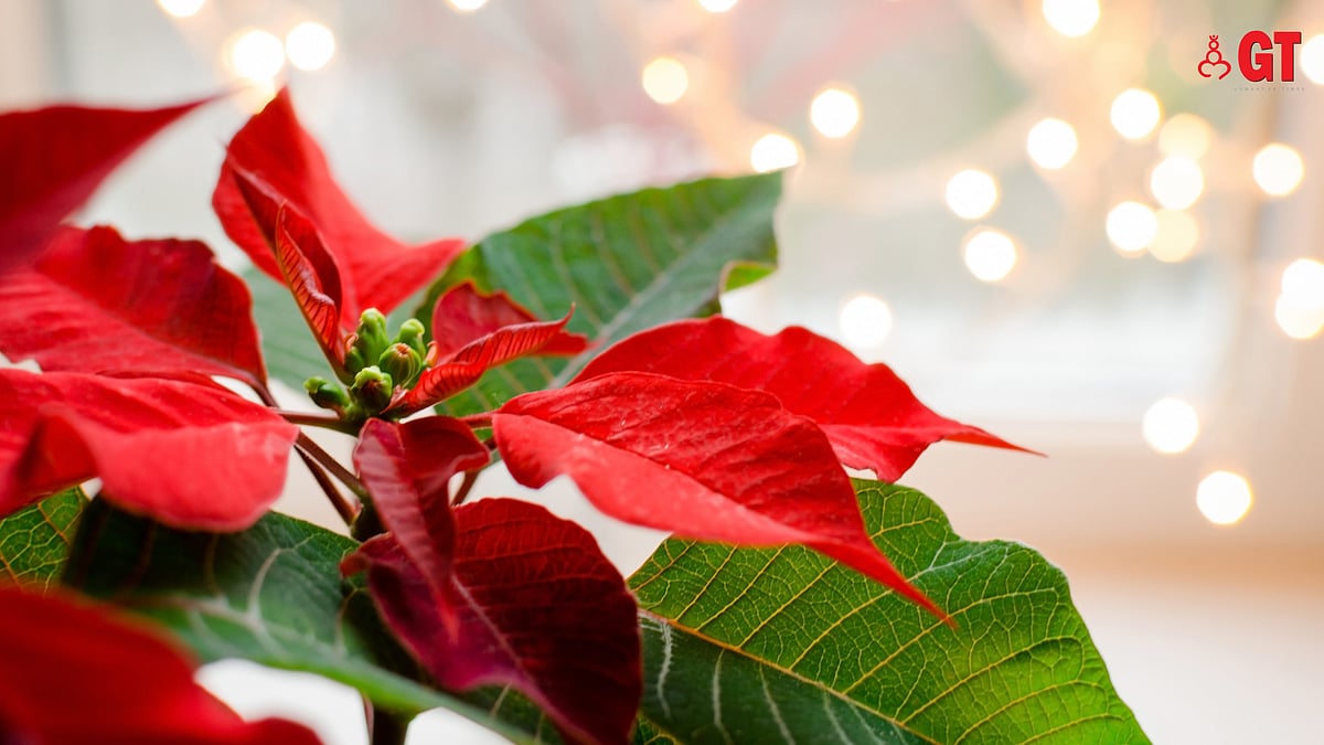 This beautiful, red Christmas plant is also available in Goa