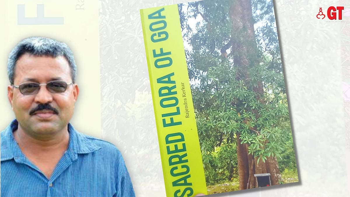 These trees of Goa are sacred