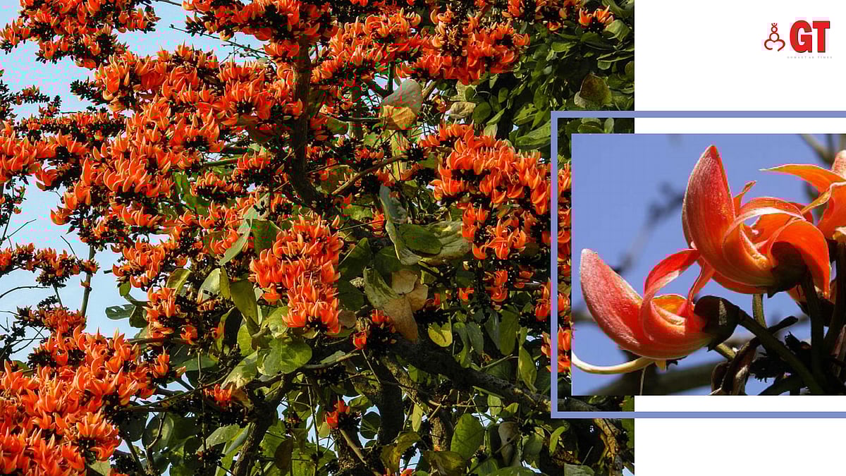 Seeing red: Beautiful Butea trees of Goa