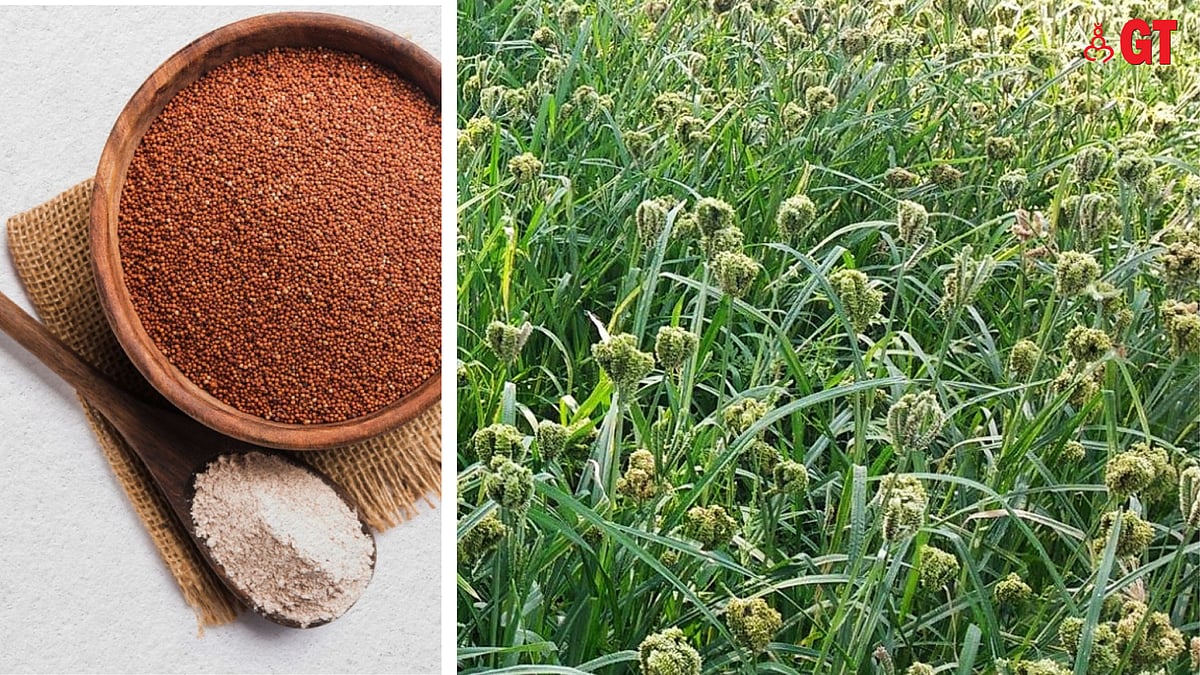 Ragi Crop