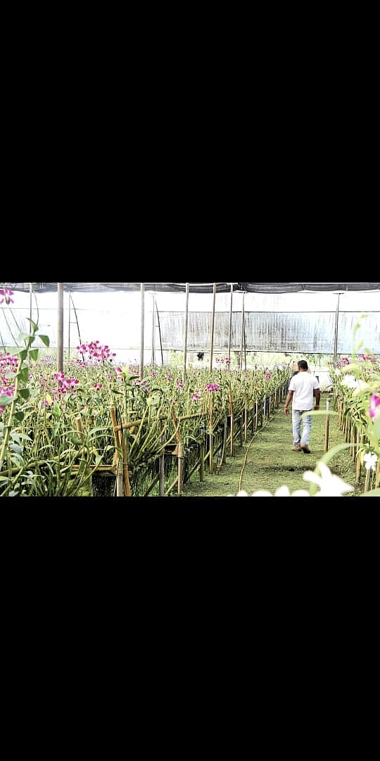 Visit orchid farms in Goa's Sanguem and Canacona|Gomantak Times