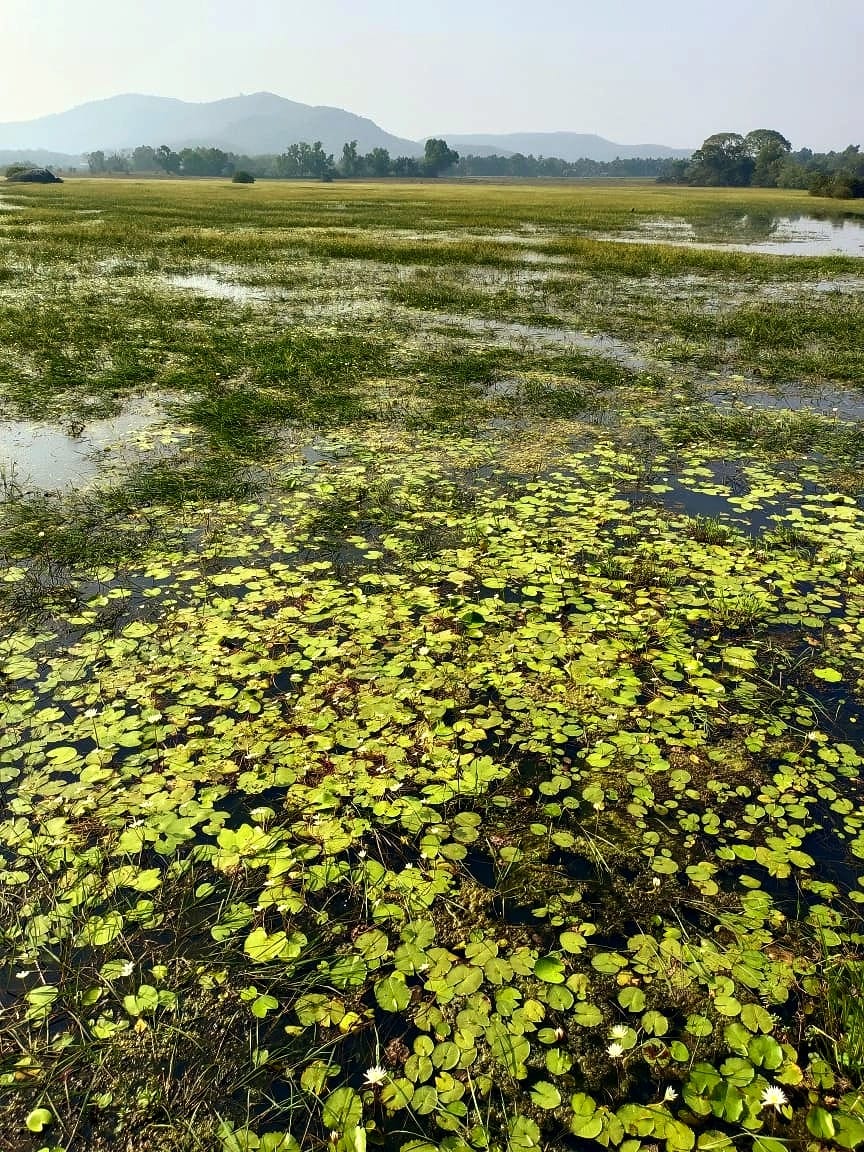 Nanda Lake has become Goa's first Ramsar site|Gomantak Times