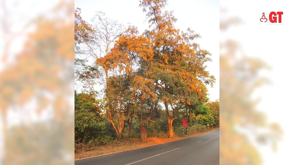 ‘Matti’ isn’t the only 'Terminalia' tree in Goa