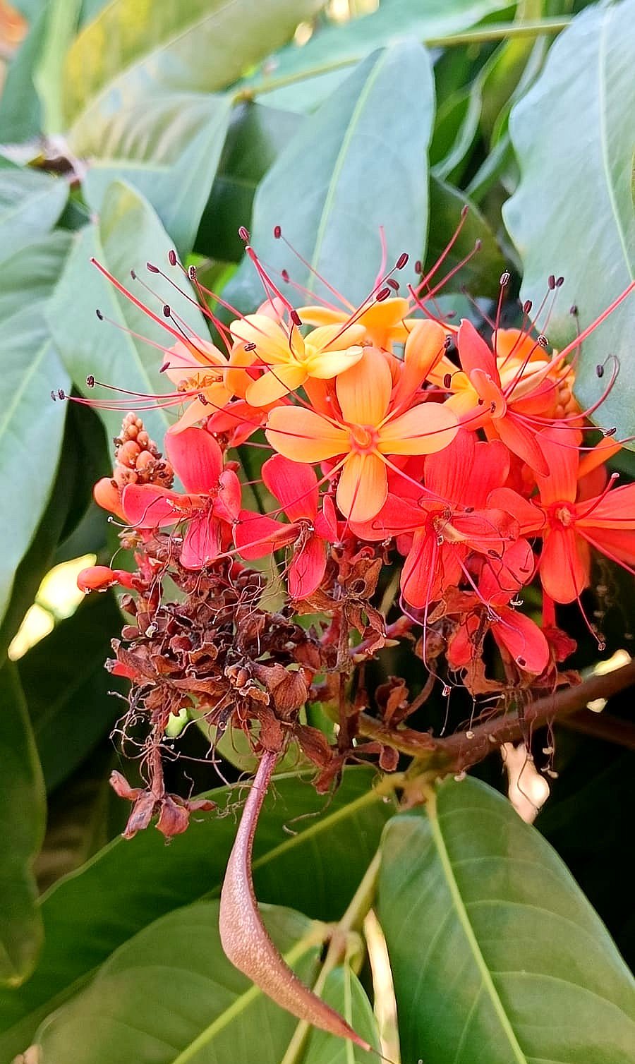 These little beauties are wild flowers of Goa!