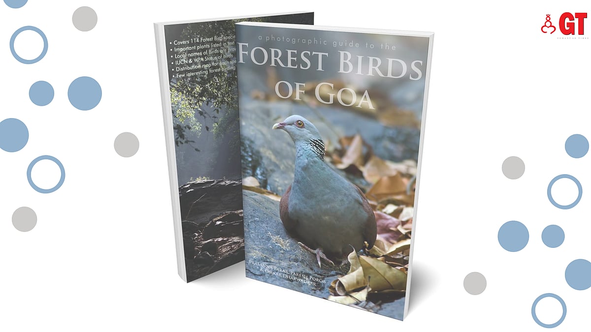 Your essential guide to forest birds of Goa