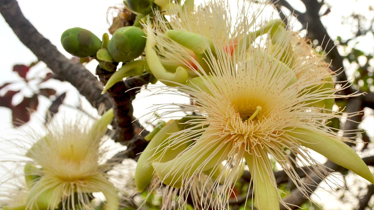 Adding colour to Goa – here's how Nature does it...