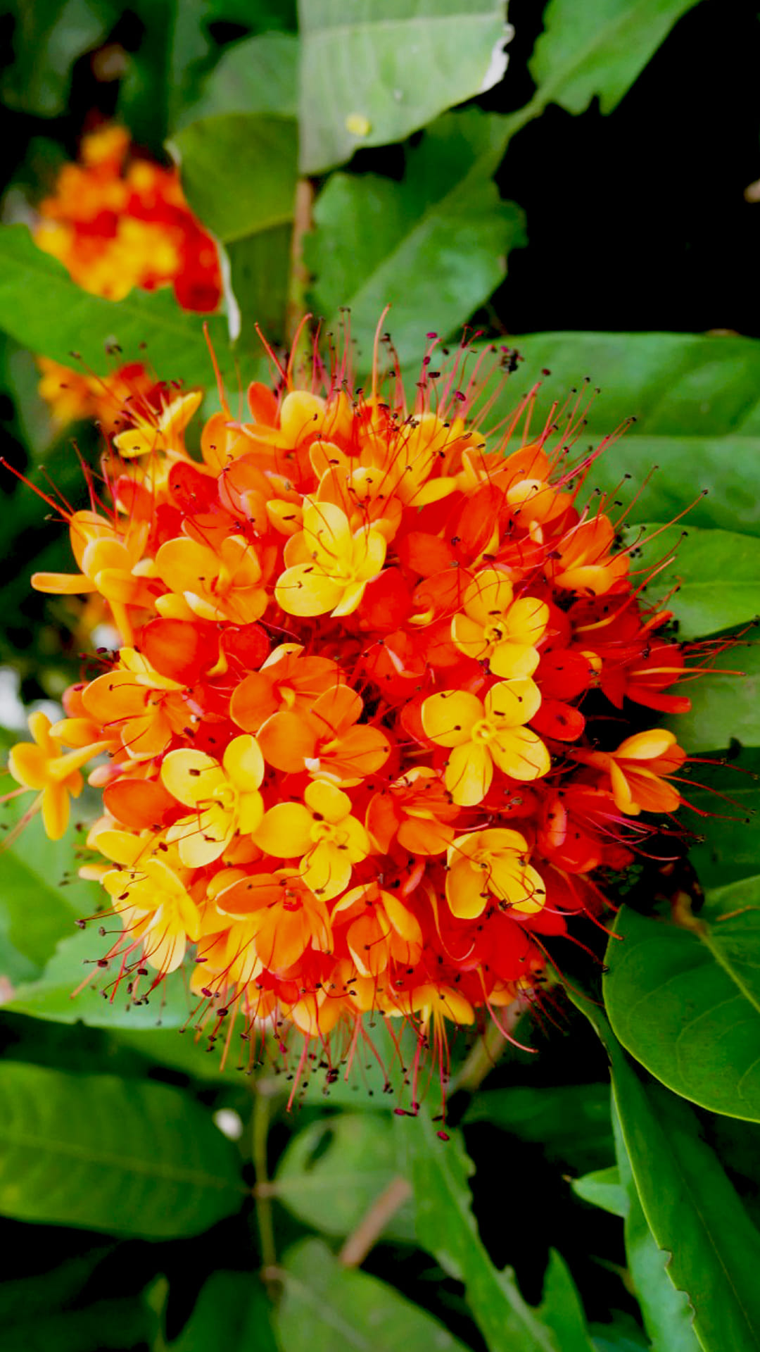 Adding colour to Goa – here's how Nature does it...