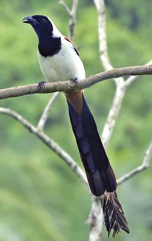 Your essential guide to forest birds of Goa