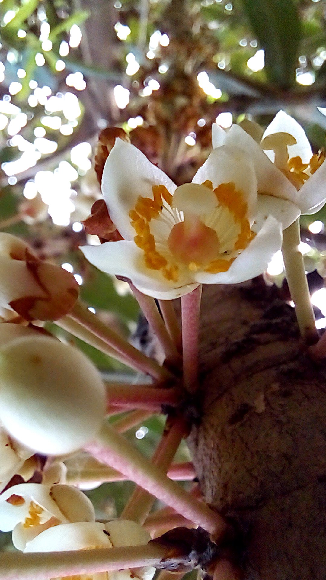 Adding colour to Goa – here's how Nature does it...