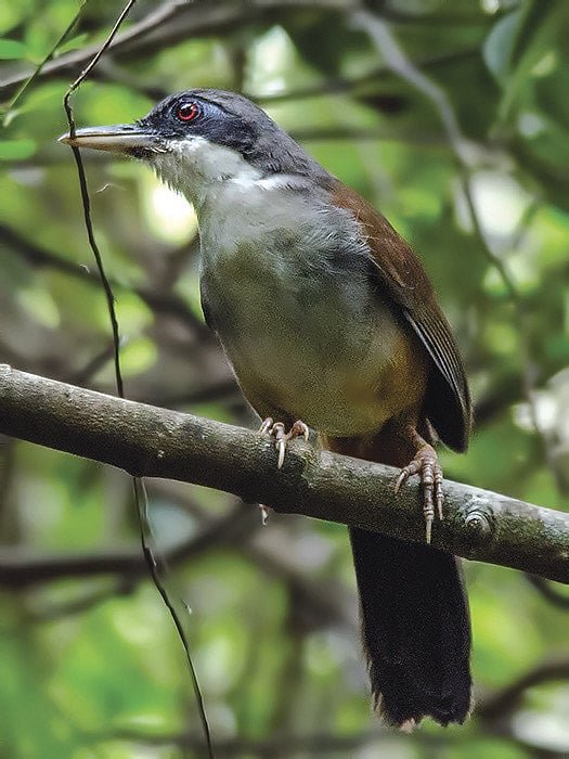 Your essential guide to forest birds of Goa