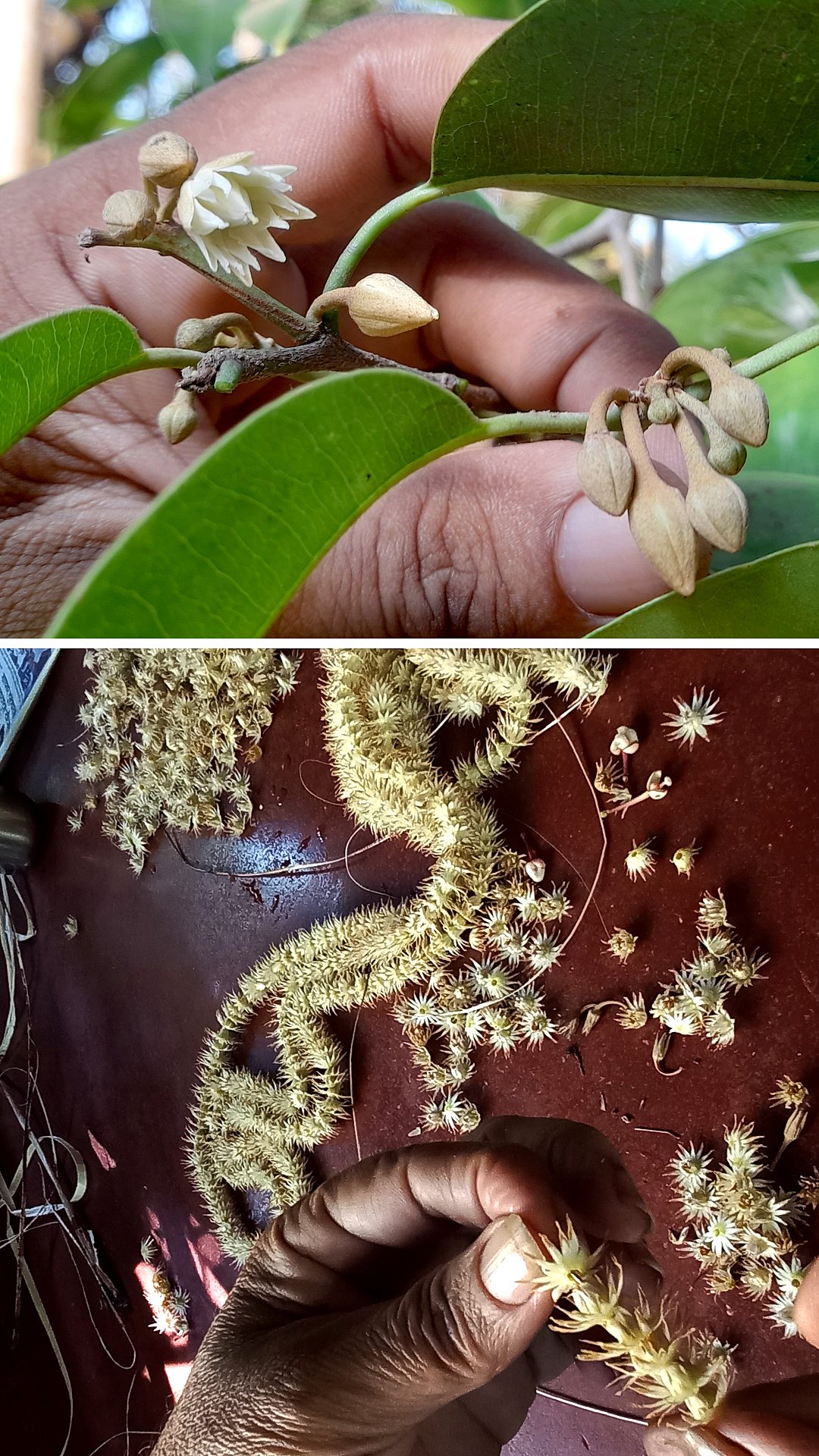 Adding colour to Goa – here's how Nature does it...