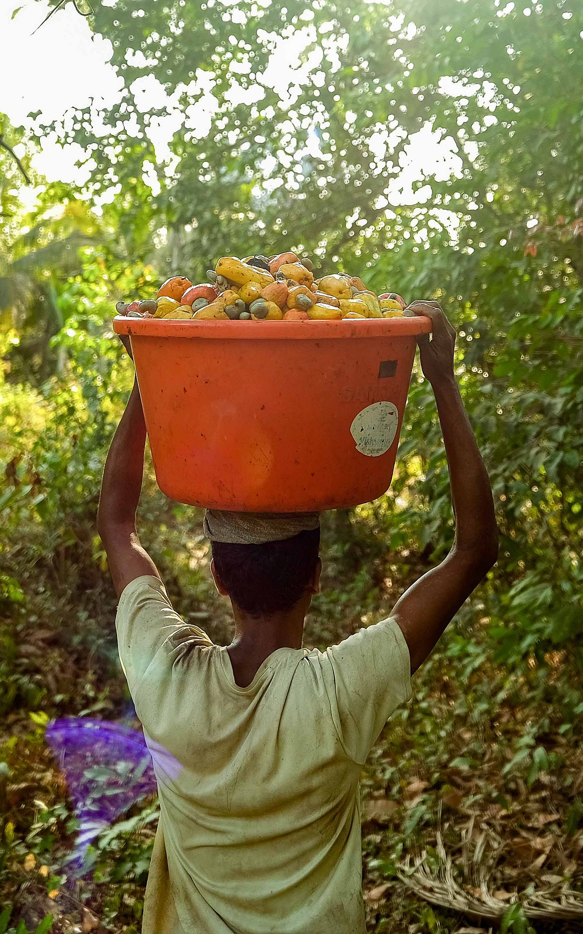 It's 'high' time to make 'urrak' in Goa