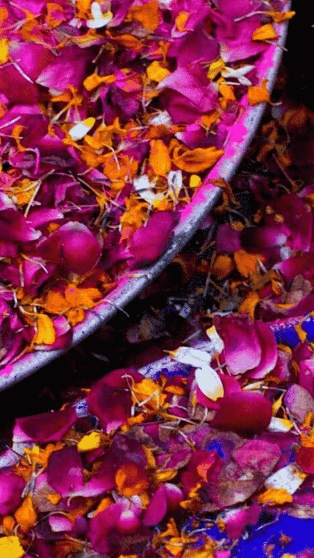 This year, make your own organic Holi colours in Goa