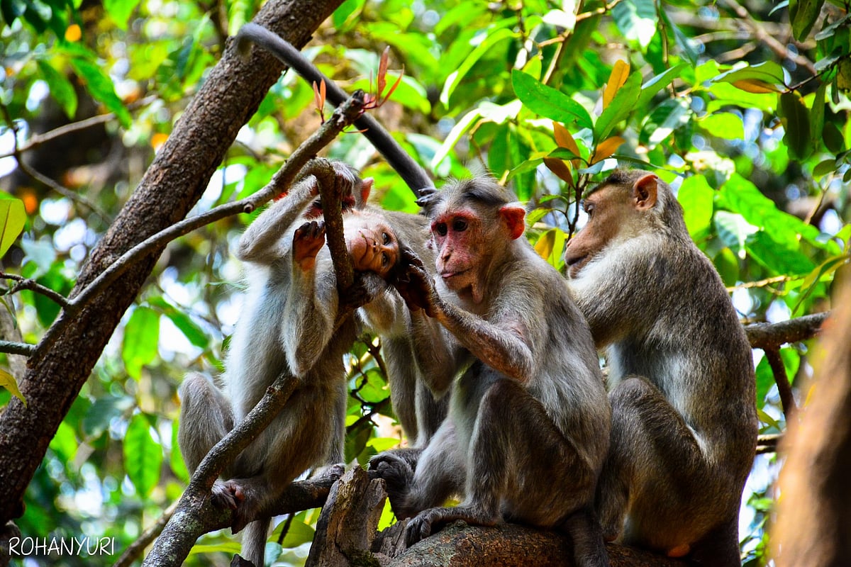 5 wildlife sanctuaries to visit in Goa on your next trip!